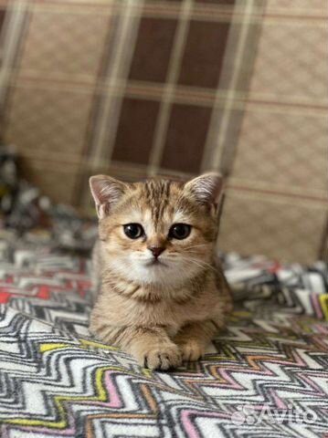 Шотландские котята