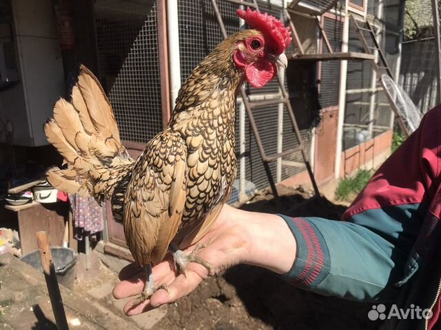 Сибрайты петухи