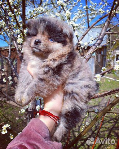 Минюшка голубой мраморный мерль мишка