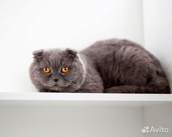 Шотландская вислоухая