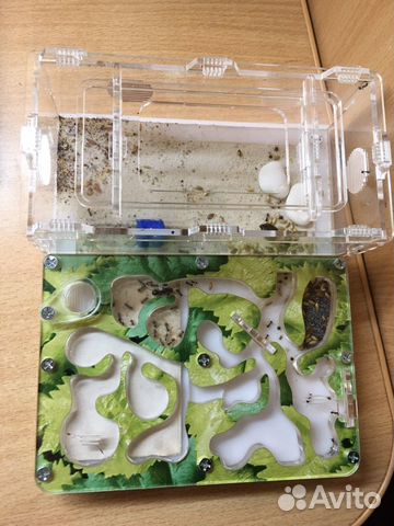 Муравьи и тараканы туркменские отдам бесплатно