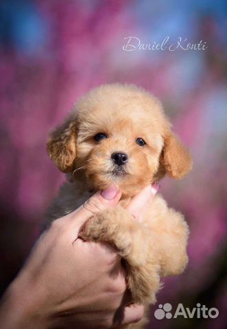 Мальтипу мальчик ф1