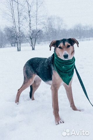 Спаси из грязной клетки