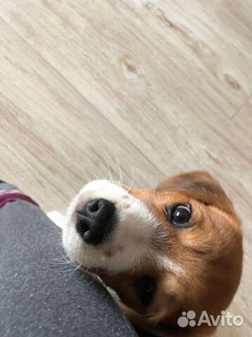 Бигль (щенок)