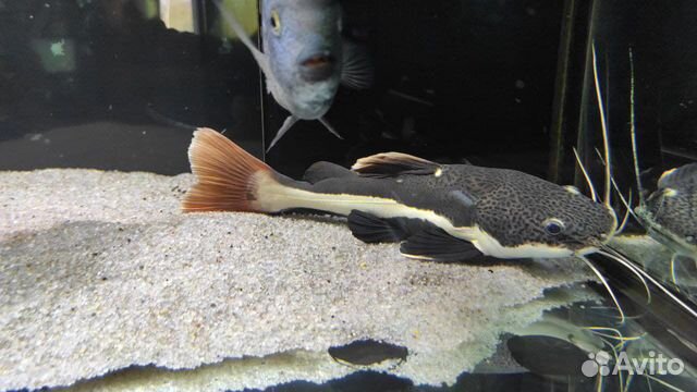 Краснохвостый сом