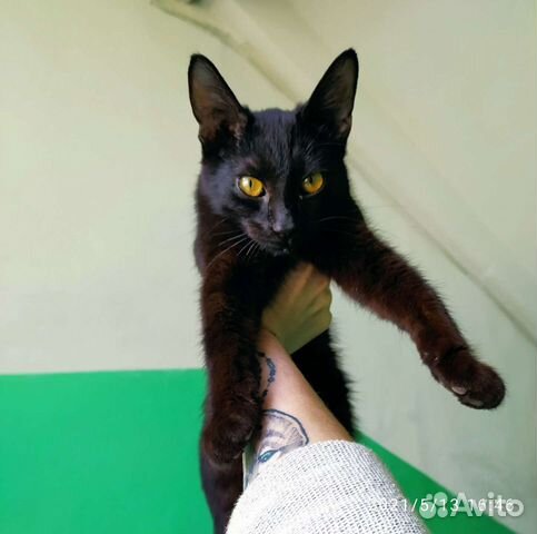 Ласкучий котик