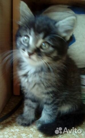 Котята сибирские