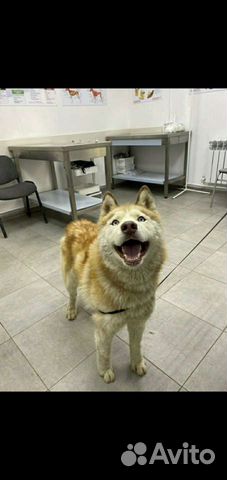 Сибирский хаски подросток в добрые руки