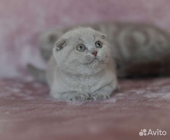 Вислоушки супер плюшки