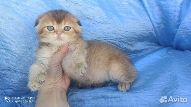 Вислоухий котик