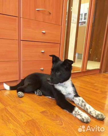 Метис Лайки (девочка) - 4 месяца