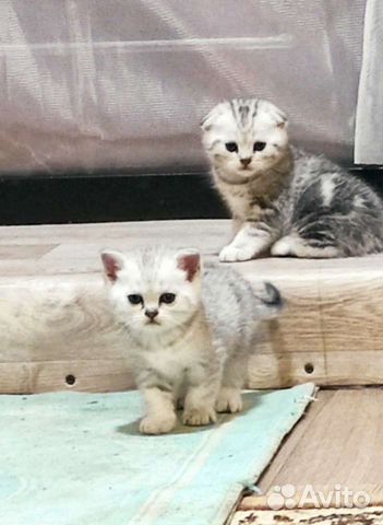 Чистокровные шотландские котята