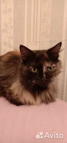 Кошка Венера