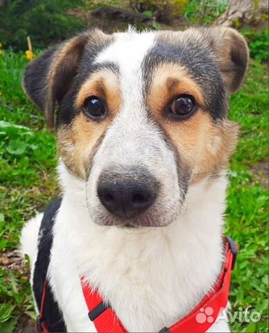 Красавец Барон ищет семью