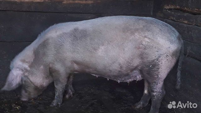 Свинья на племя