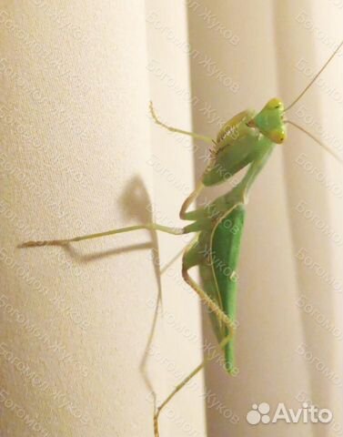 Большой африканский богомол(Sphodromantis viridis)