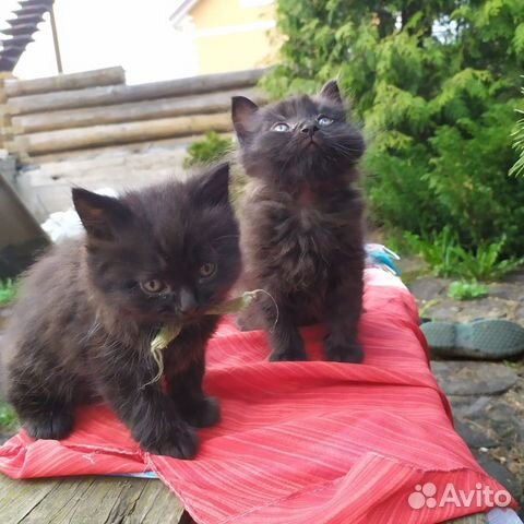 Отдам милых чёрных пушистых котят в добрые руки
