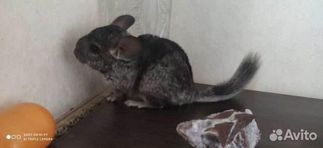 Шиншилла, шиншиллята мальчики 2,5 месяца