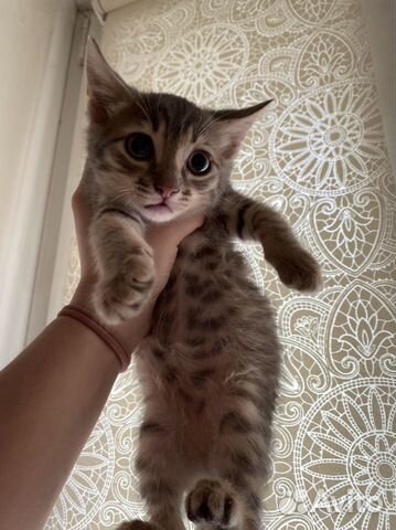 Отдаю котят девочек