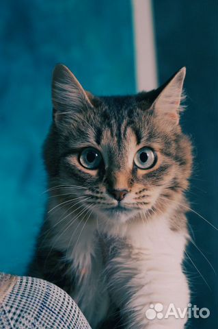 Кошка в добрые руки