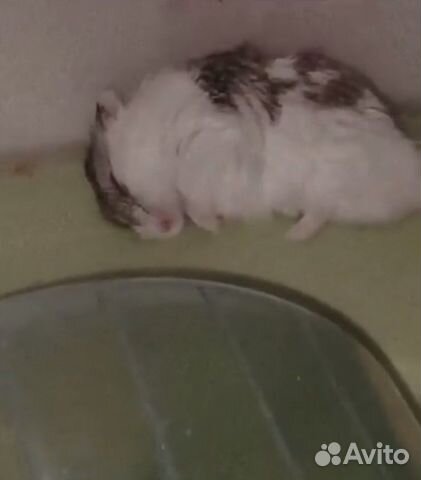 Самец хомяка