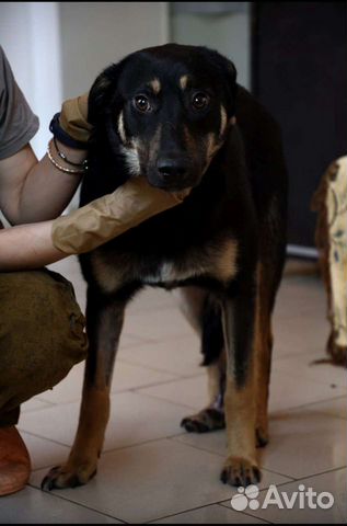 Собака мальчик. Гарри ищет дом