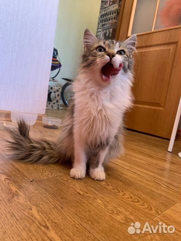 Кошка