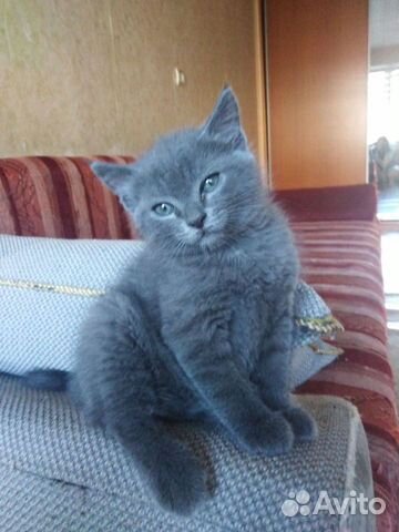 Котята