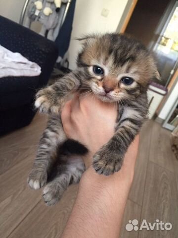 Шотландские вислоухие котята золотые