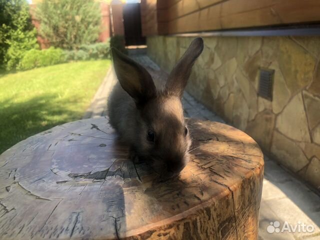 Домашний кролик