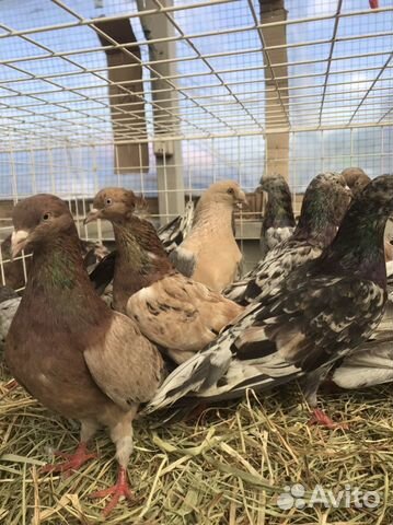 Бакинские,Иранские,Турецкие Голуби