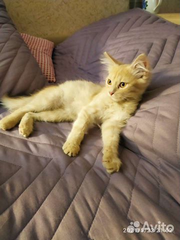 Котейка в добрые руки, мальчик