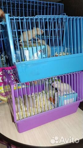 Отдам бесплатно в добрые руки. Сирийские хомячки