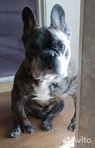 Французский бульдог