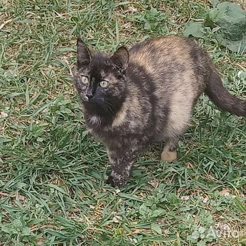 Кошка в дар