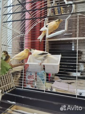 Продам канареек