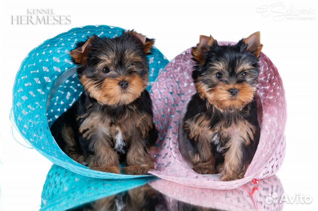 Сладкая парочка