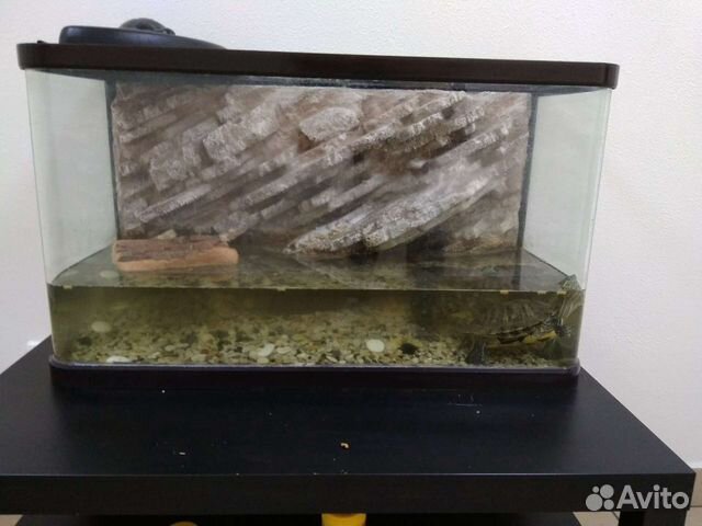 Отдам черепах