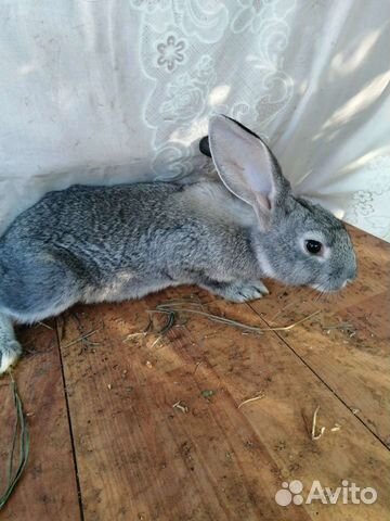 Кролики серый великан