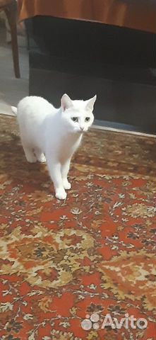 Отдам Малявку в хорошие руки