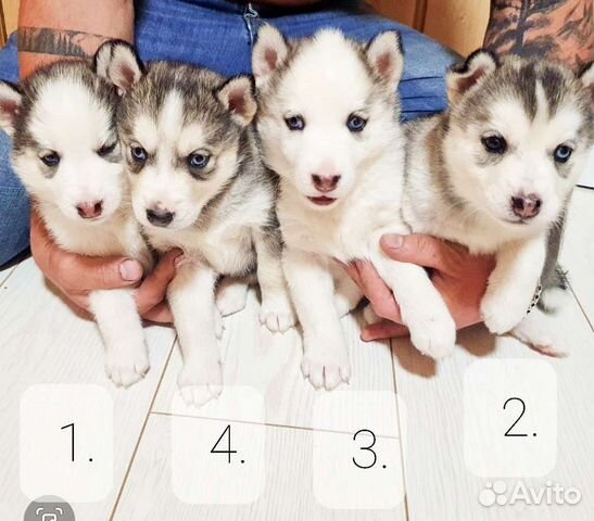 Щенки Сибирский хаски