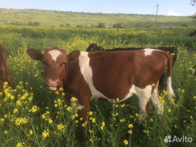 Телочки красно степной породы