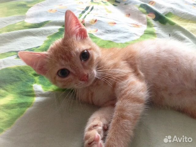 Котенок