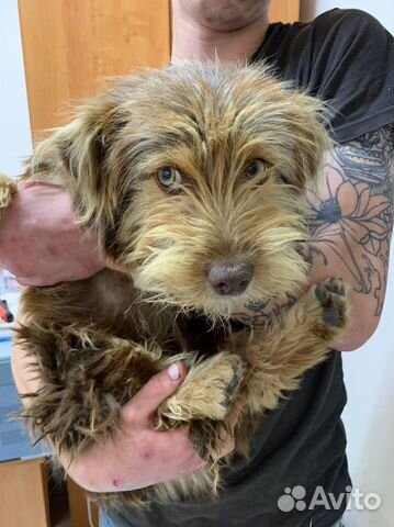 Маленький шоколадный песик Нафаня в добрые руки