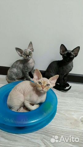 Котята девонята