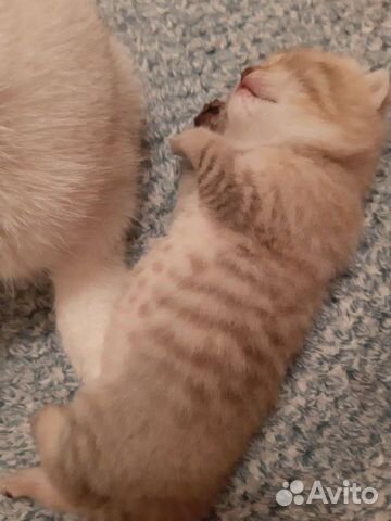 Британские котята, британский котенок