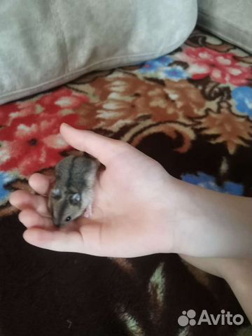 Джунгарский хомяк