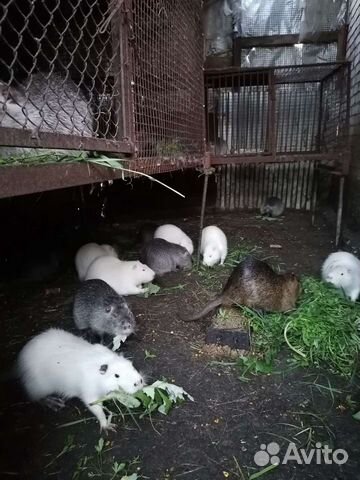 Нутрии, самцы