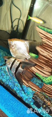 Рыбки скалярии