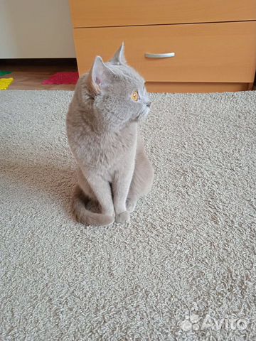 Отдам кошку Ксюшу